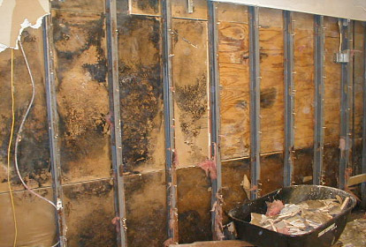 Don’t let mold make a move on your building - SSCI Environmental