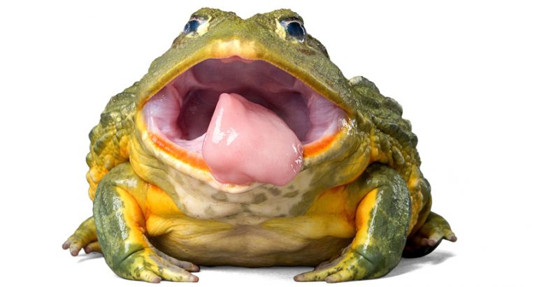 Sticky Squishy Frogs - SSCI Environmental